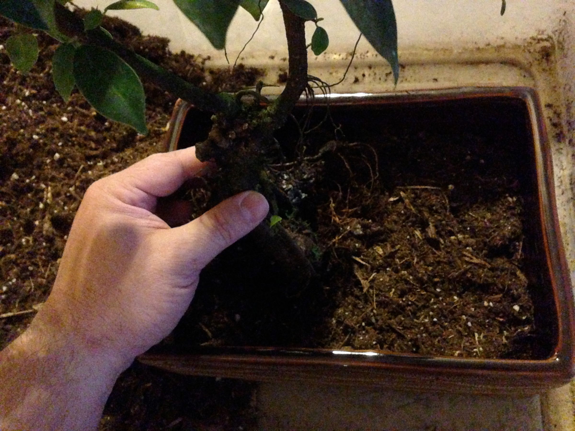 Bonsai Basics 1: Rescuing "Mallsai" : 7 Steps - Instructables