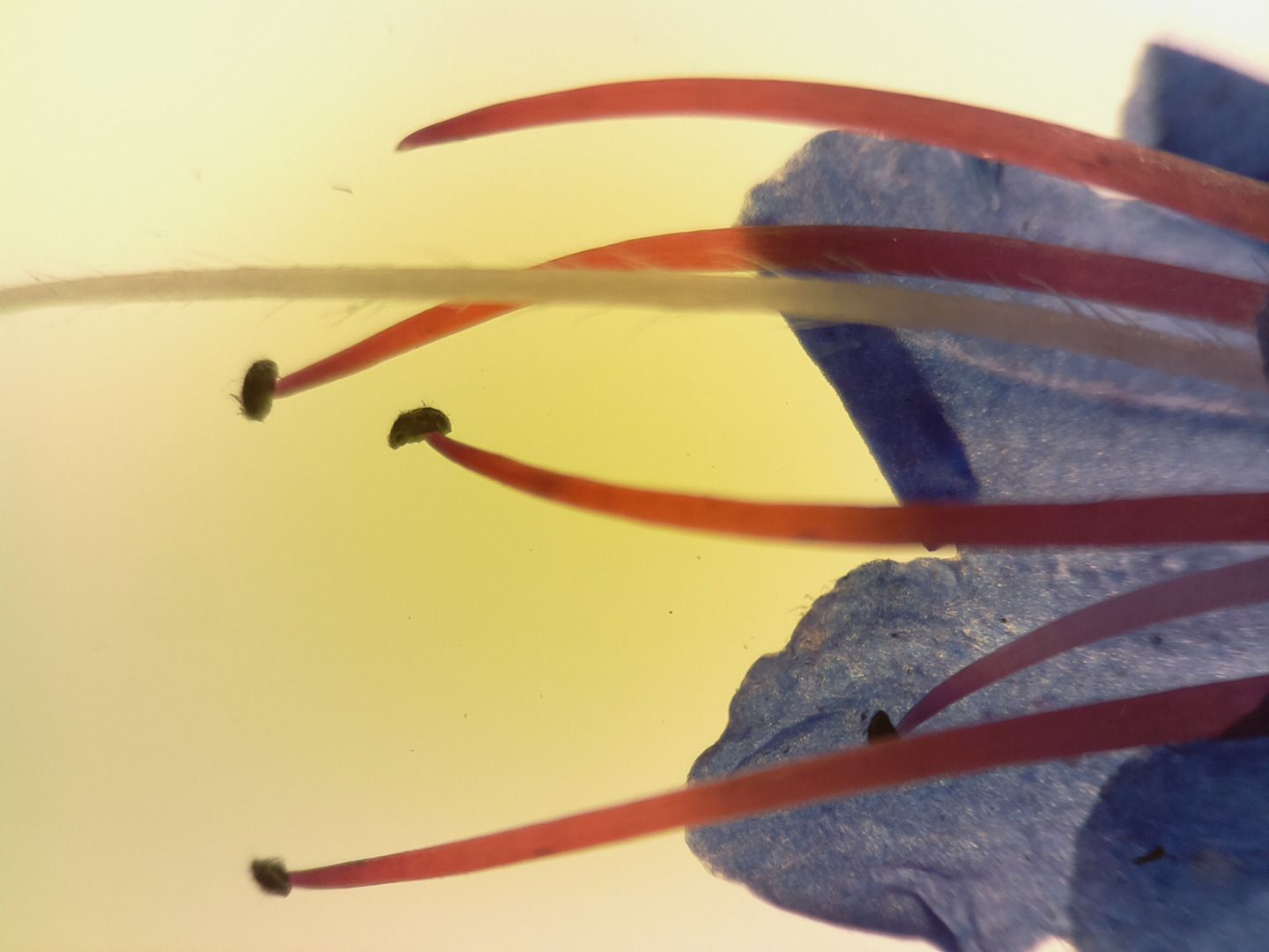 A Raspberry Pi Camera-based Microscope Using LEGO Parts : 4 Steps (with ...