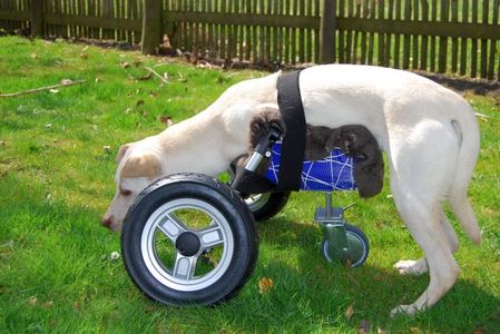 Adaptable Wheelchair for Handicapped Dogs : 5 Steps (with Pictures ...