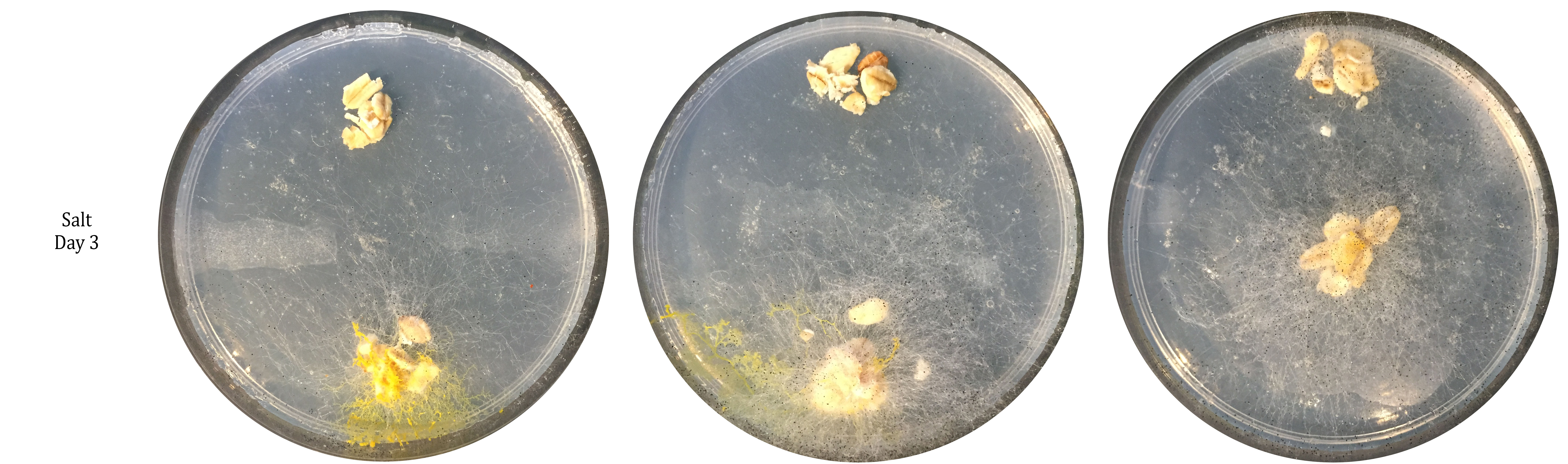 How to Grow SLIME MOLD : 9 Steps (with Pictures) - Instructables