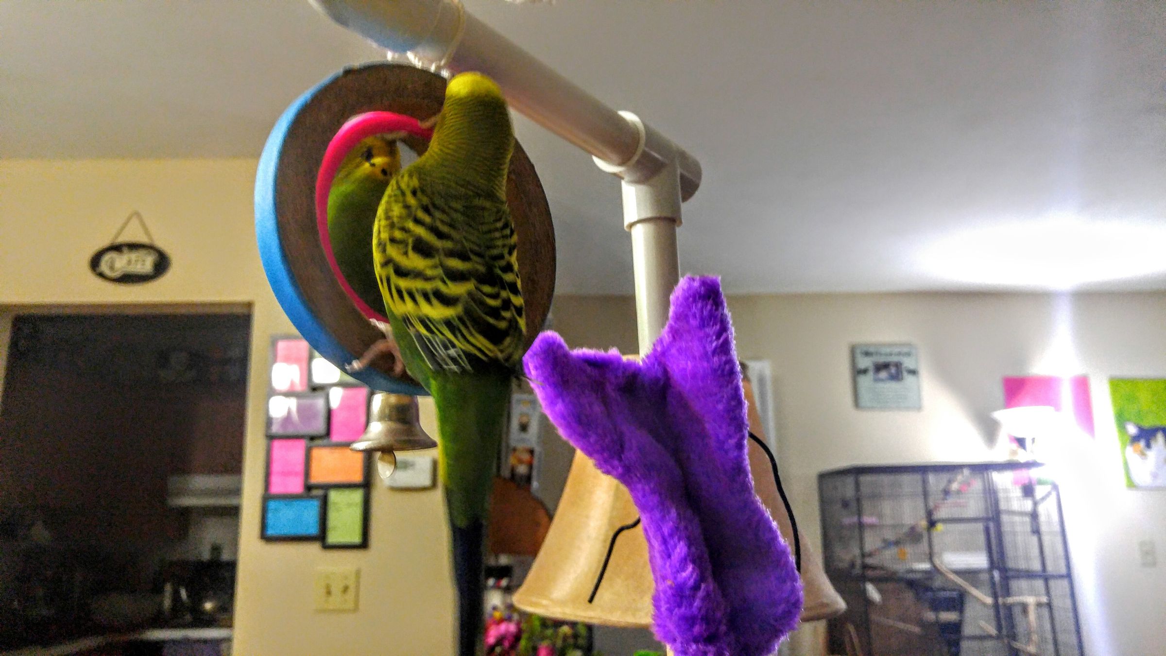 Parakeet Playground : 9 Steps - Instructables