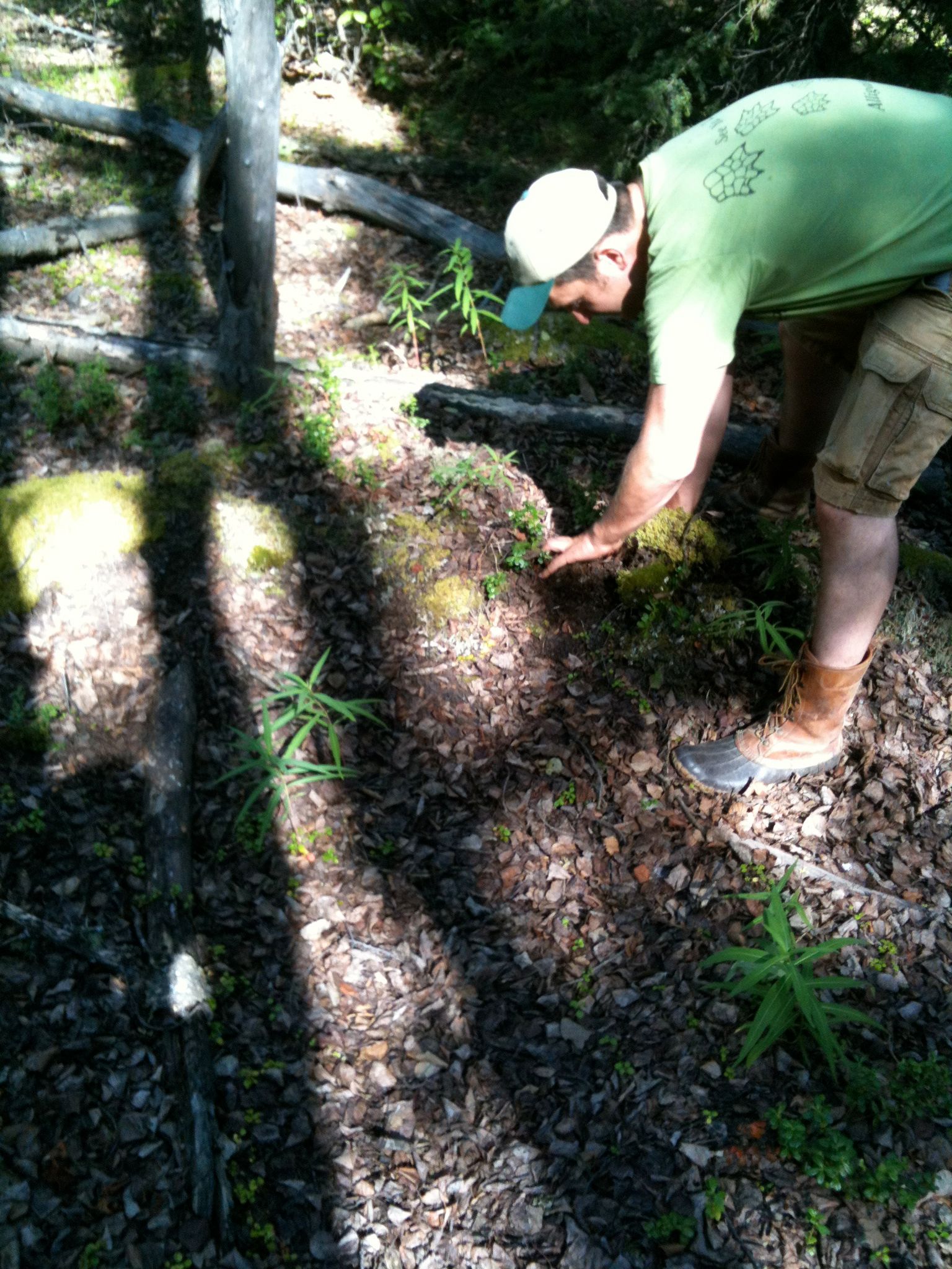 Harvesting Spruce Root : 7 Steps (with Pictures) - Instructables