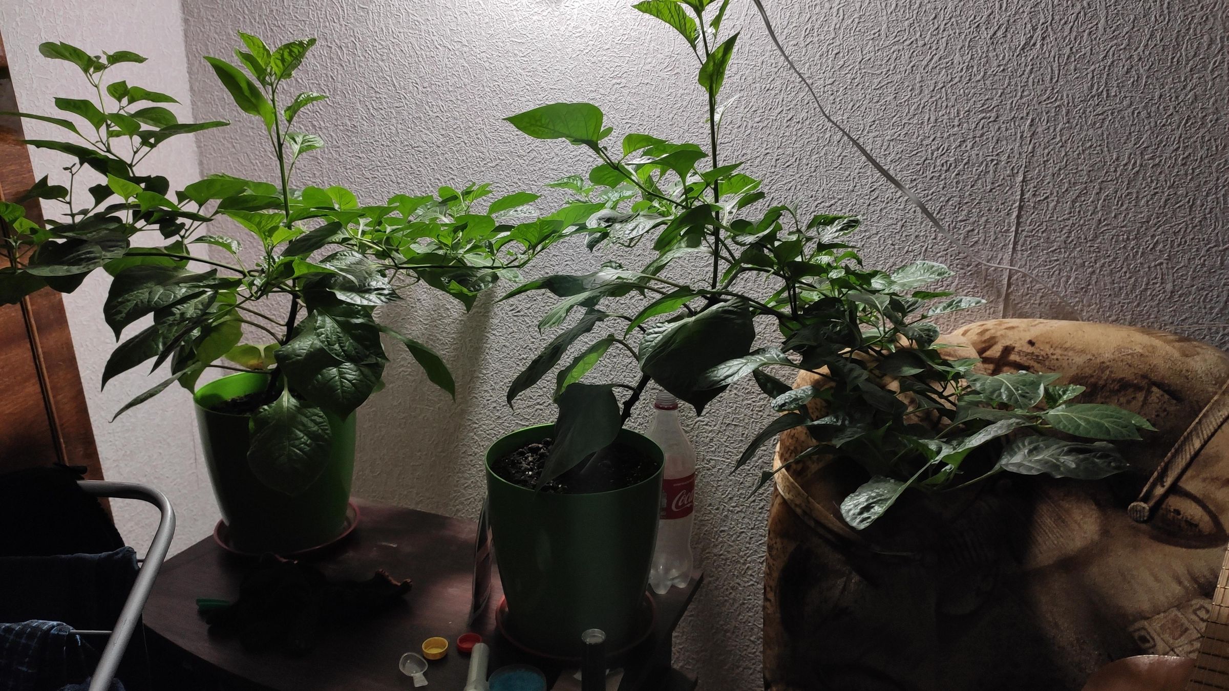 Growing the Carolina Reaper : 5 Steps - Instructables