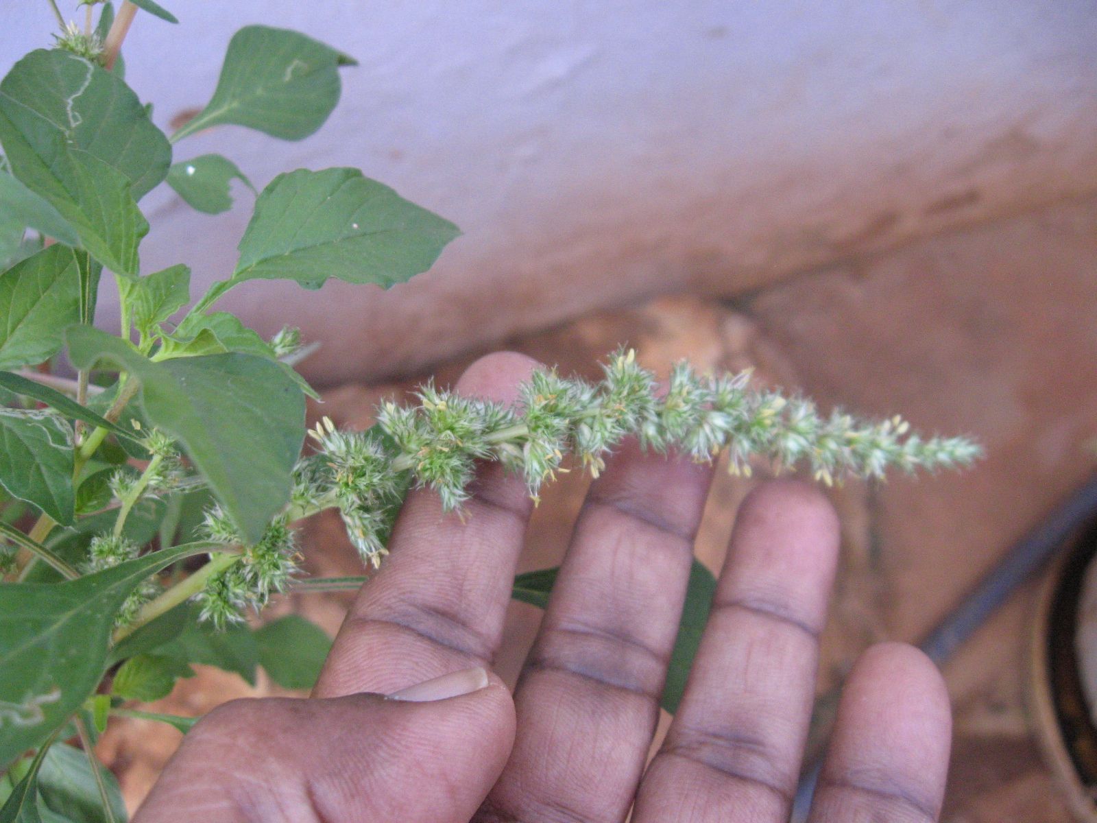 How to Grow Amaranth From Stems and Collect Seeds : 5 Steps (with ...