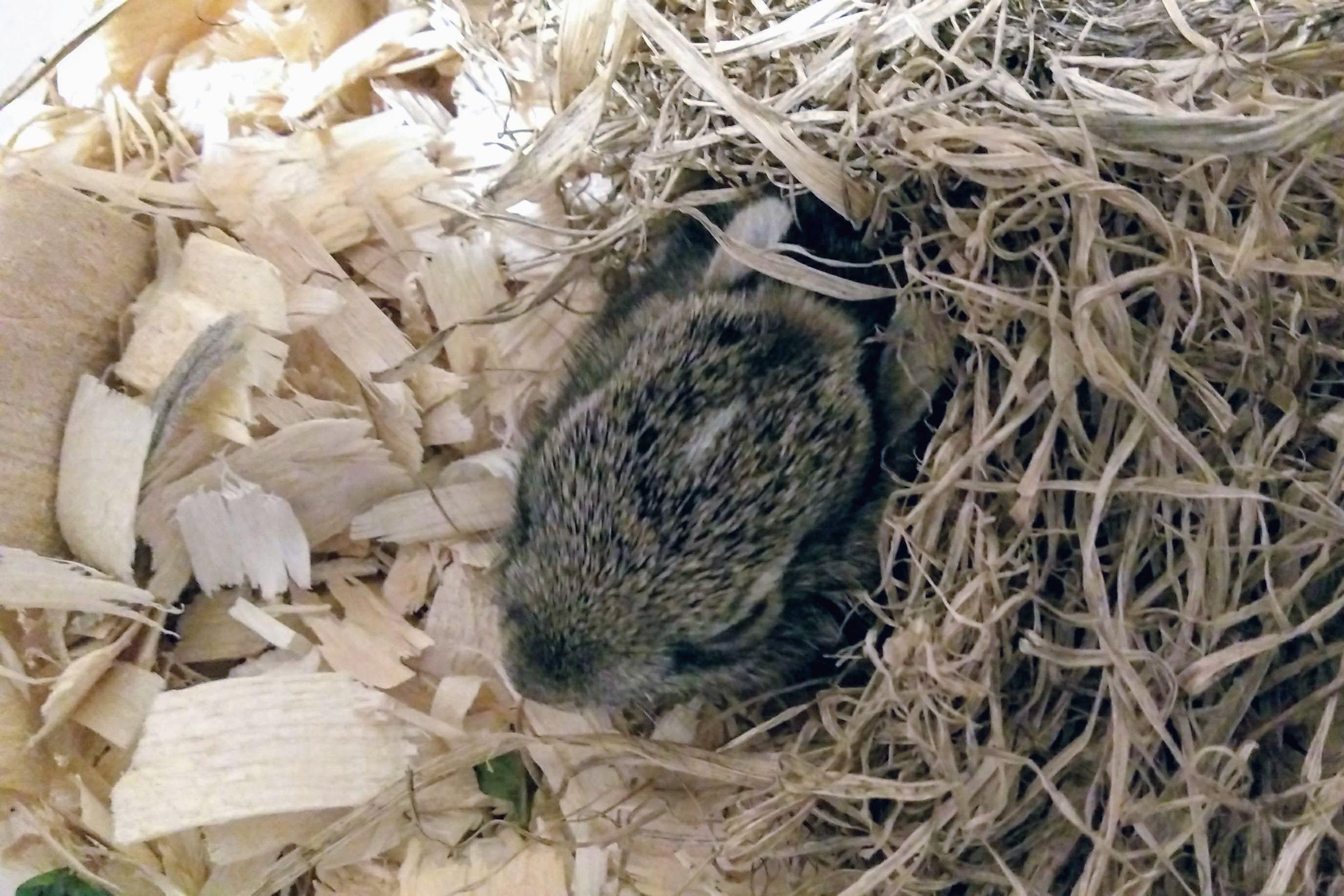 How to Rescue a Baby Rabbit : 4 Steps (with Pictures) - Instructables