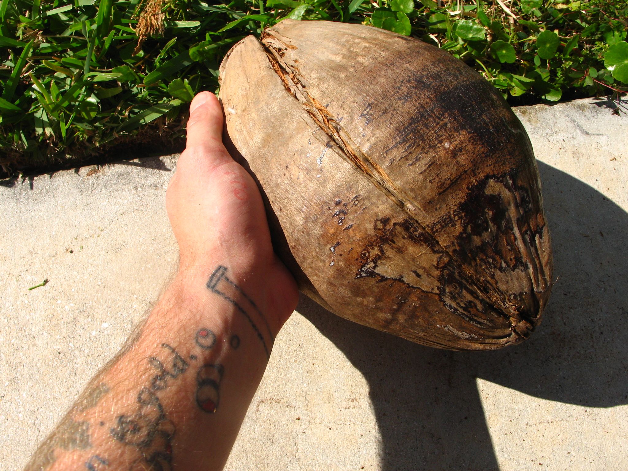 How to Peel a Coconut (with Only a Claw Hammer) : 6 Steps (with ...