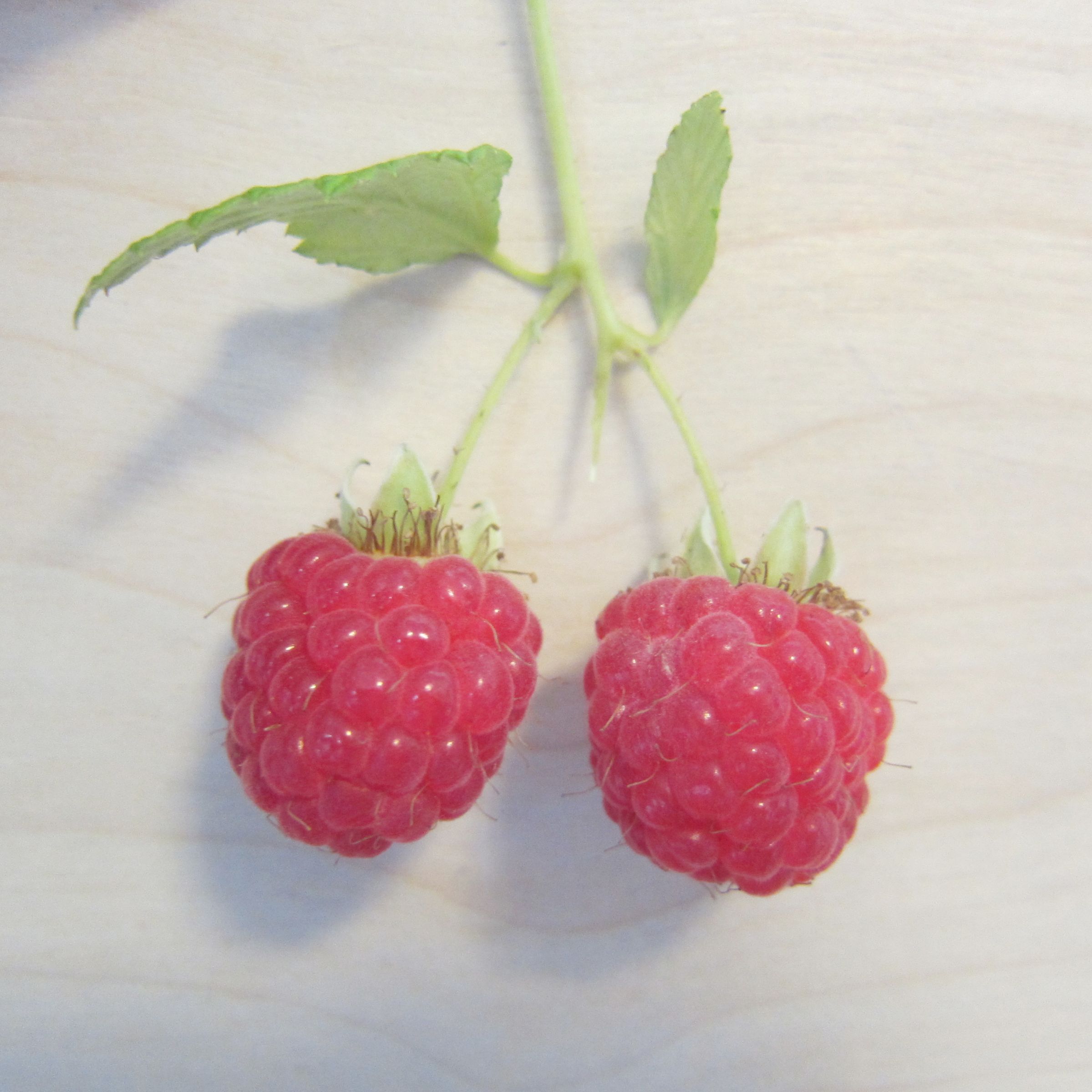 Homemade Raspberry Sherbet : 3 Steps (with Pictures) - Instructables