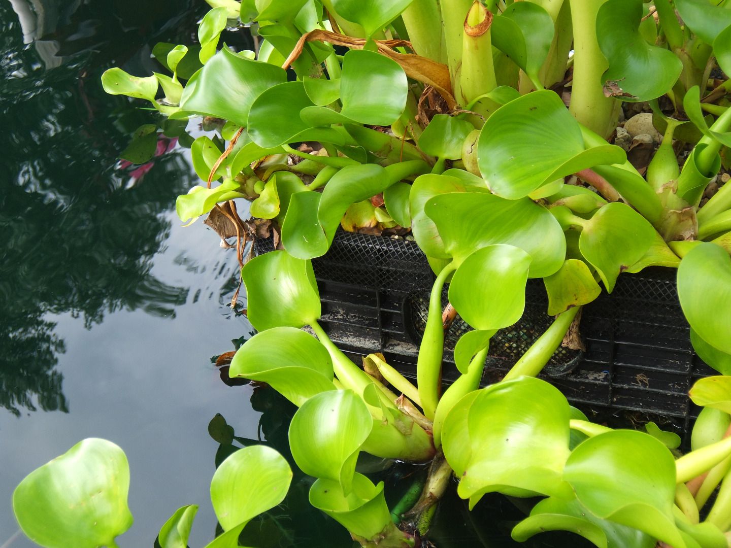 Pond Planter From a Milk Crate : 4 Steps (with Pictures) - Instructables