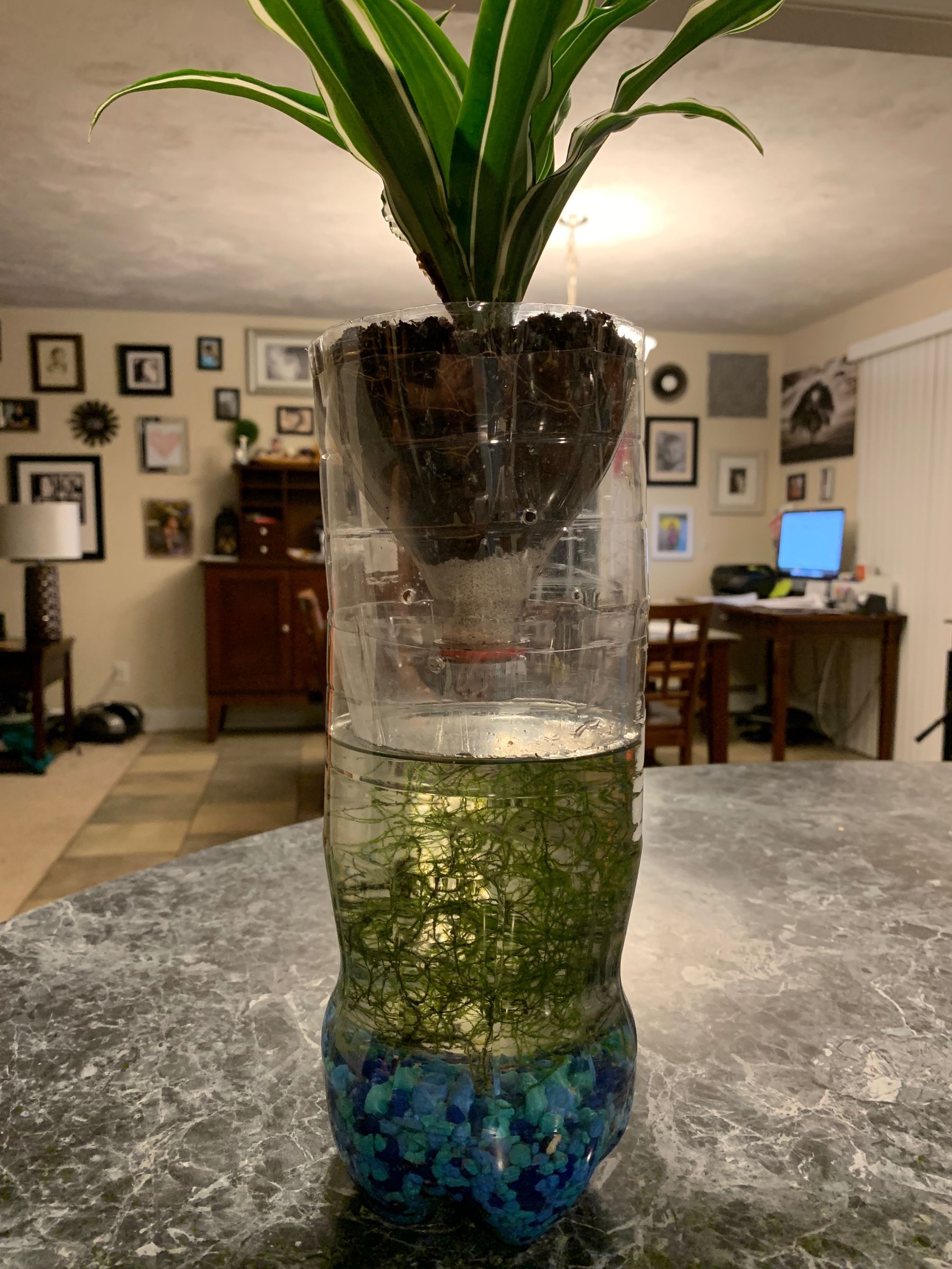 Ecosystem in a Bottle : 11 Steps (with Pictures) - Instructables