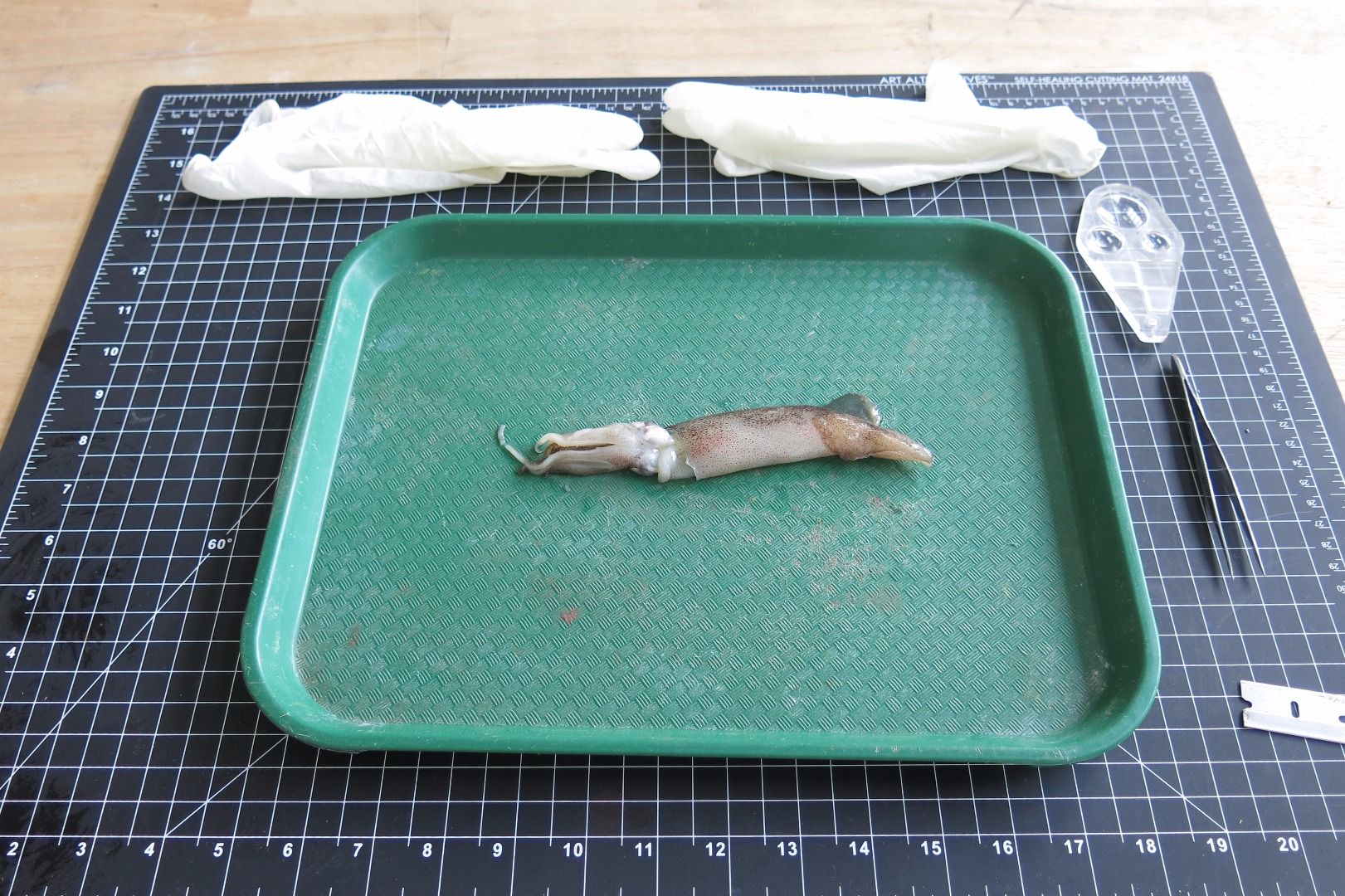 Squid Dissection : 11 Steps (with Pictures) - Instructables