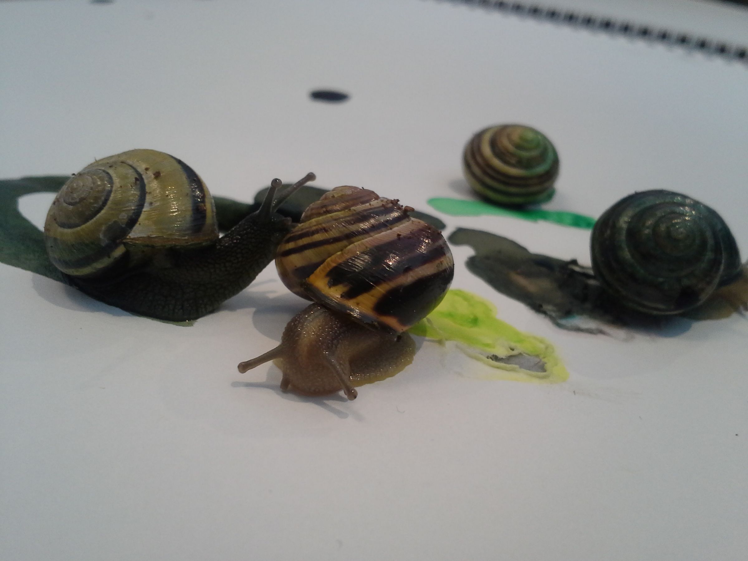 Snail Art: Making Art With Snails : 8 Steps (with Pictures) - Instructables