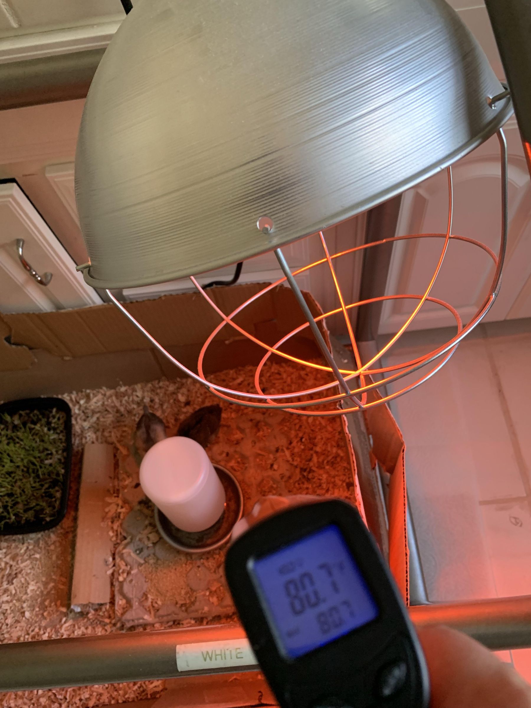 DIY Dimmer for Chick Brooder Lamp : 9 Steps (with Pictures) - Instructables