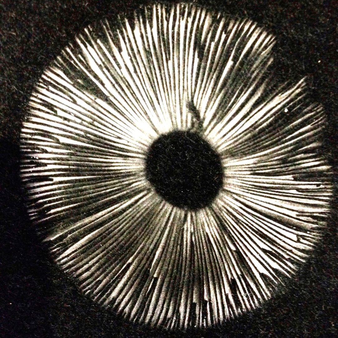 Mushroom Spore Prints : 5 Steps (with Pictures) - Instructables