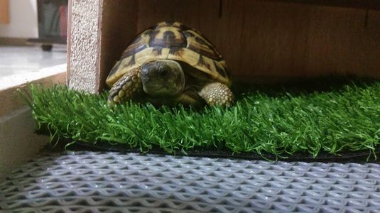 Luxury Tortoise's House : 9 Steps (with Pictures) - Instructables