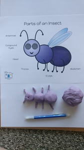 Build a Bug With Playdough! : 5 Steps - Instructables