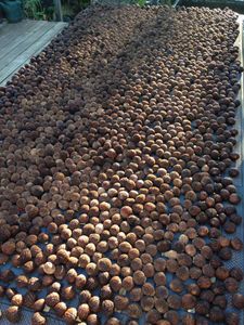 Black Walnut Harvesting & Processing : 11 Steps (with Pictures ...
