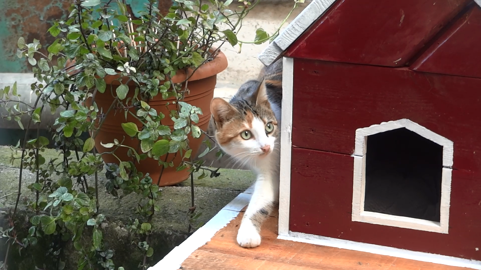 How to Make Amazing Stray Cat House From Wooden Pallets. Heated Pillow ...