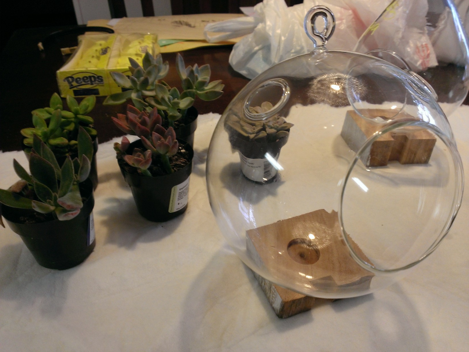 Let's Learn About Terrariums: a Guide to Terrariums : 5 Steps (with ...