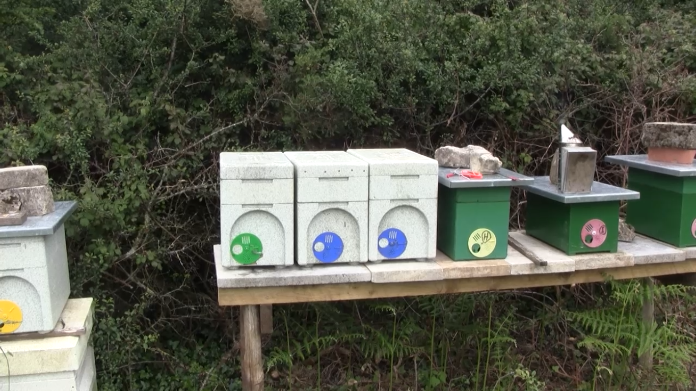 An Easy Way to Make a Nucleus of Honey Bees With Queen Cell Grafting ...