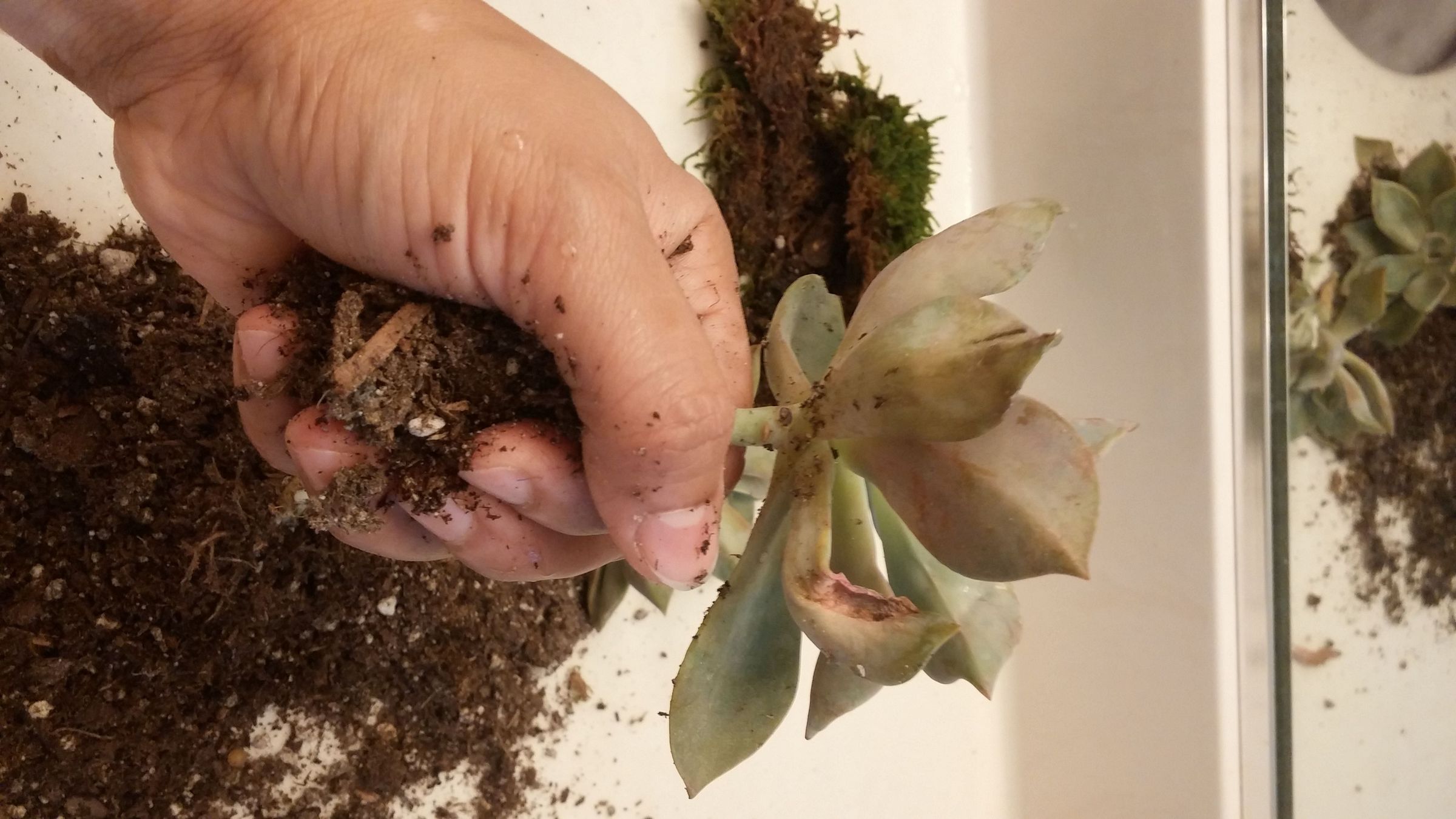 My String Garden : 3 Steps (with Pictures) - Instructables