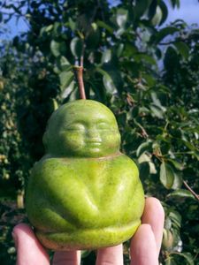 How to Make Buddha Shape Pears : 3 Steps - Instructables
