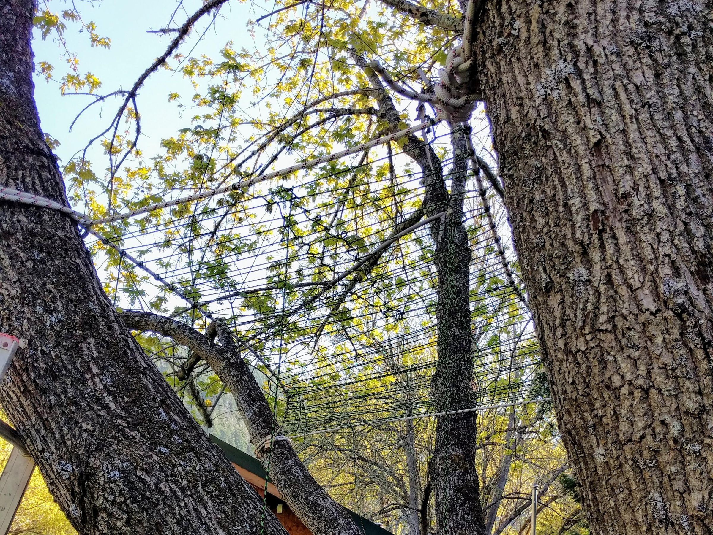 Tree Net : 5 Steps (with Pictures) - Instructables