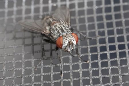 How to Make Your Own Mosquito Net for Windows : 4 Steps - Instructables