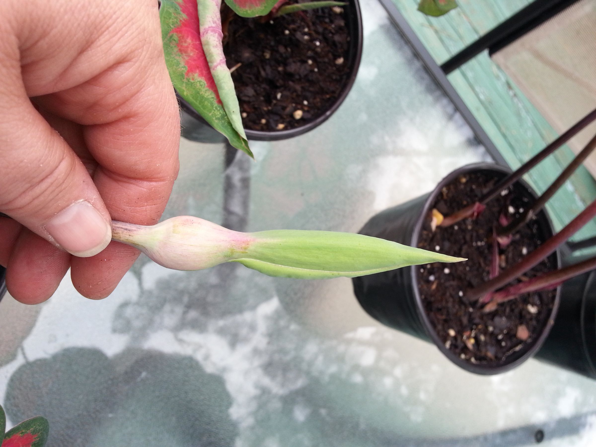 Hybridizing Caladiums -(making Caladium Babies) : 13 Steps (with ...