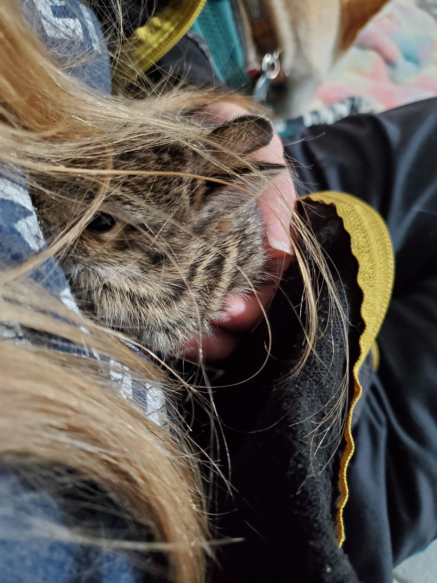 How to Care for a Wild Rabbit Nest : 5 Steps (with Pictures ...