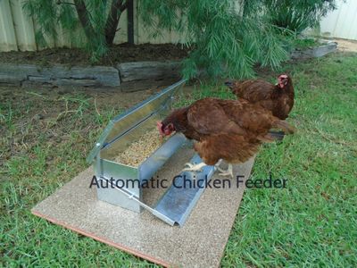 Automatic Chicken Feeder : 6 Steps (with Pictures) - Instructables