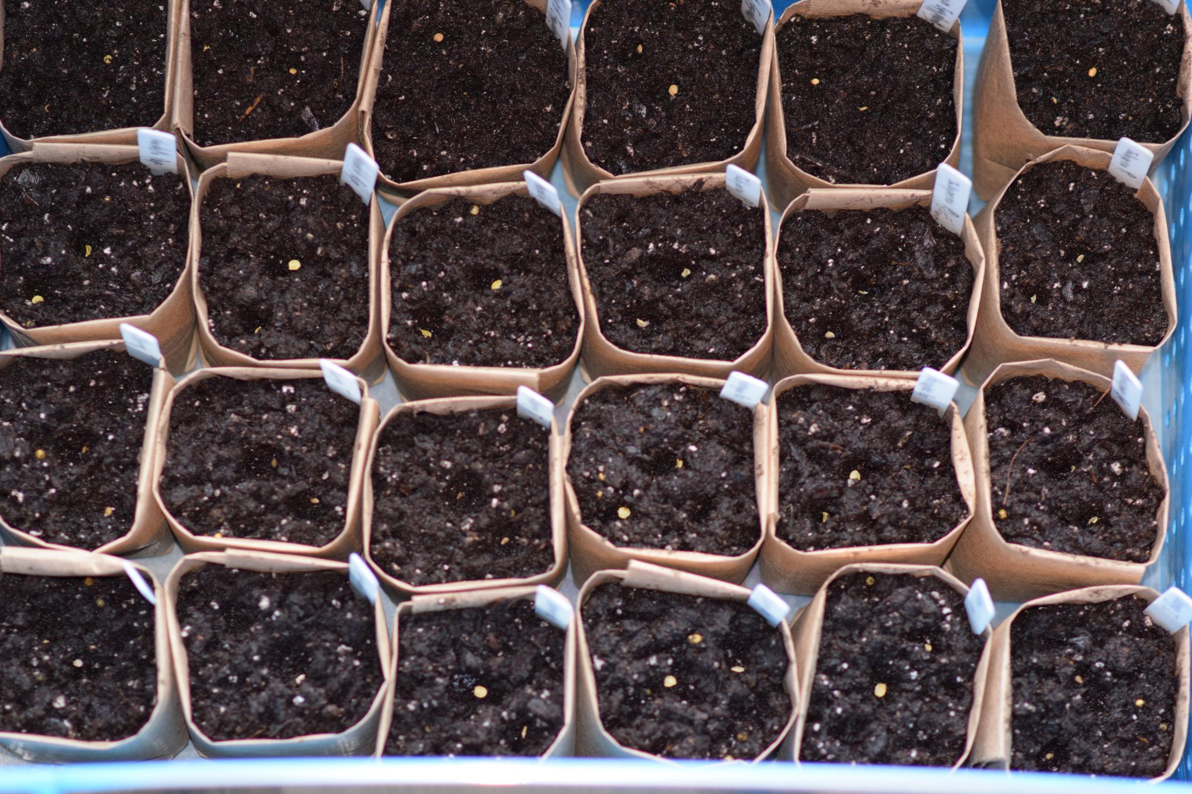 DIY Grow Light and Grow Strong Seedlings : 7 Steps (with Pictures ...