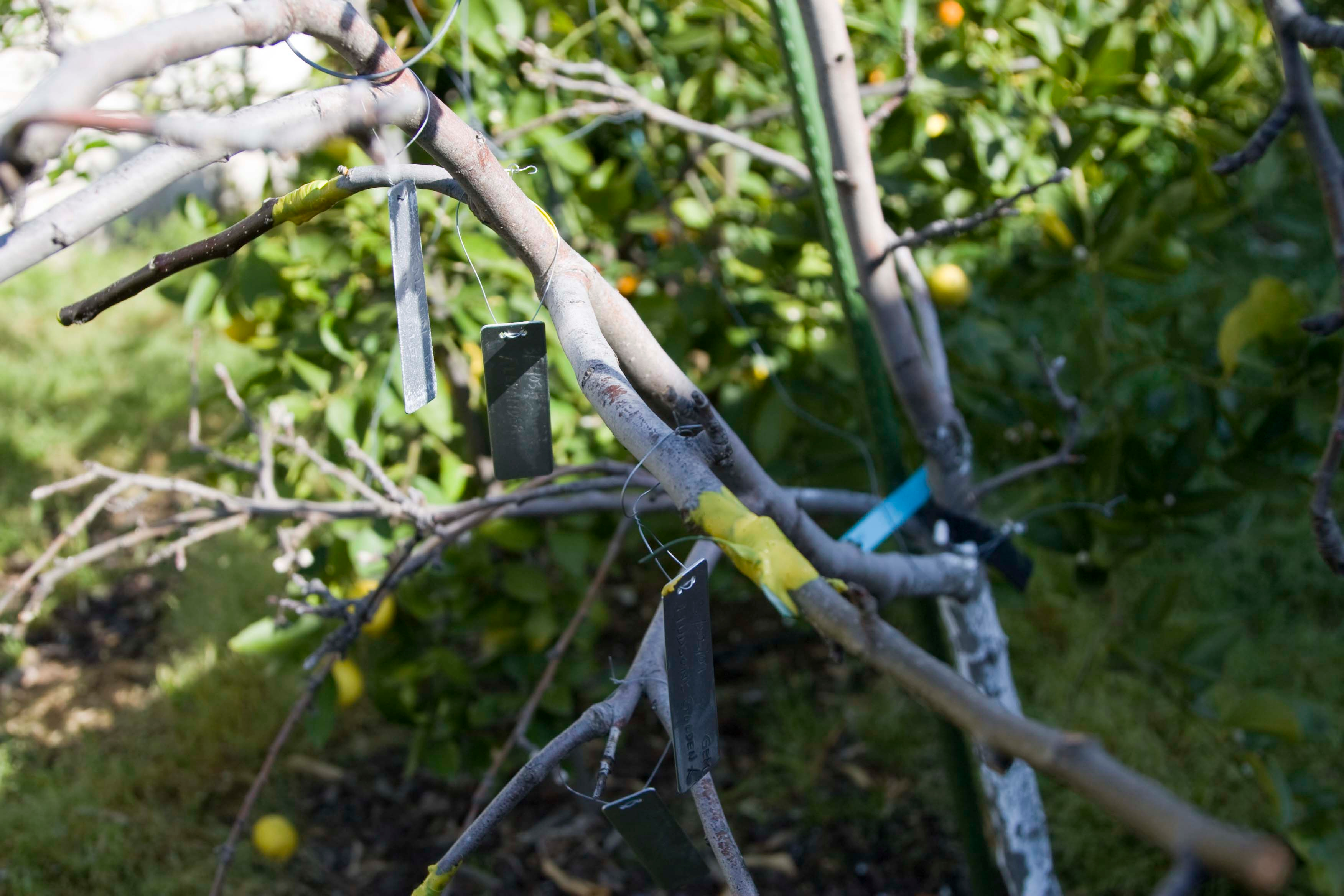 Whip Grafting : 11 Steps (with Pictures) - Instructables