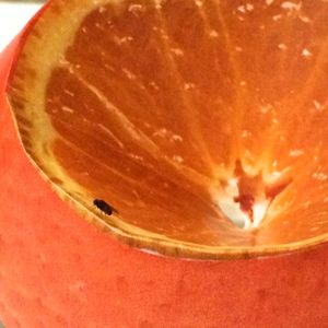 Cheap, Efficient, Easy (and Cute!) Fruit Fly Trap : 3 Steps (with ...