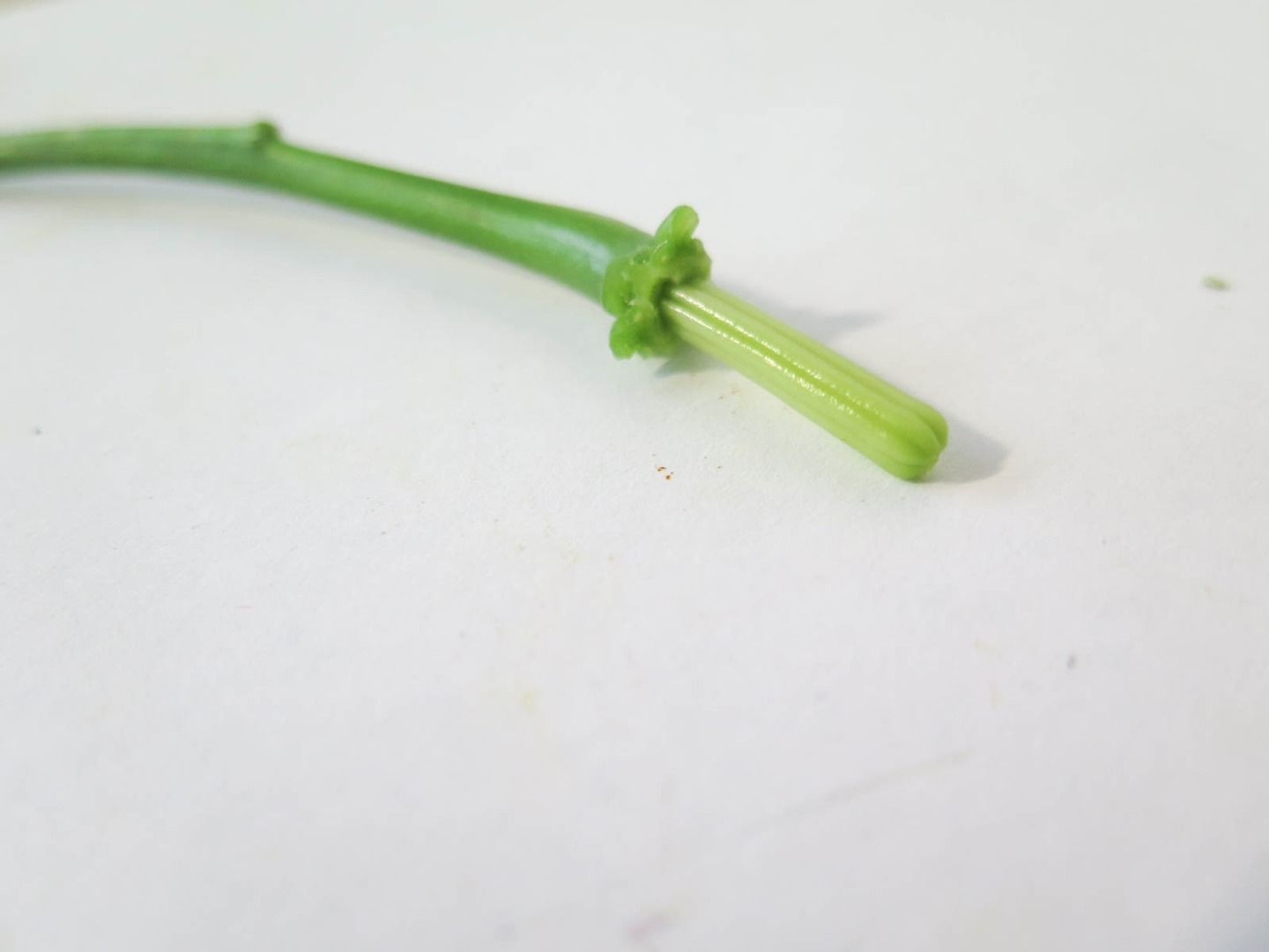 Flower Dissection! : 6 Steps (with Pictures) - Instructables