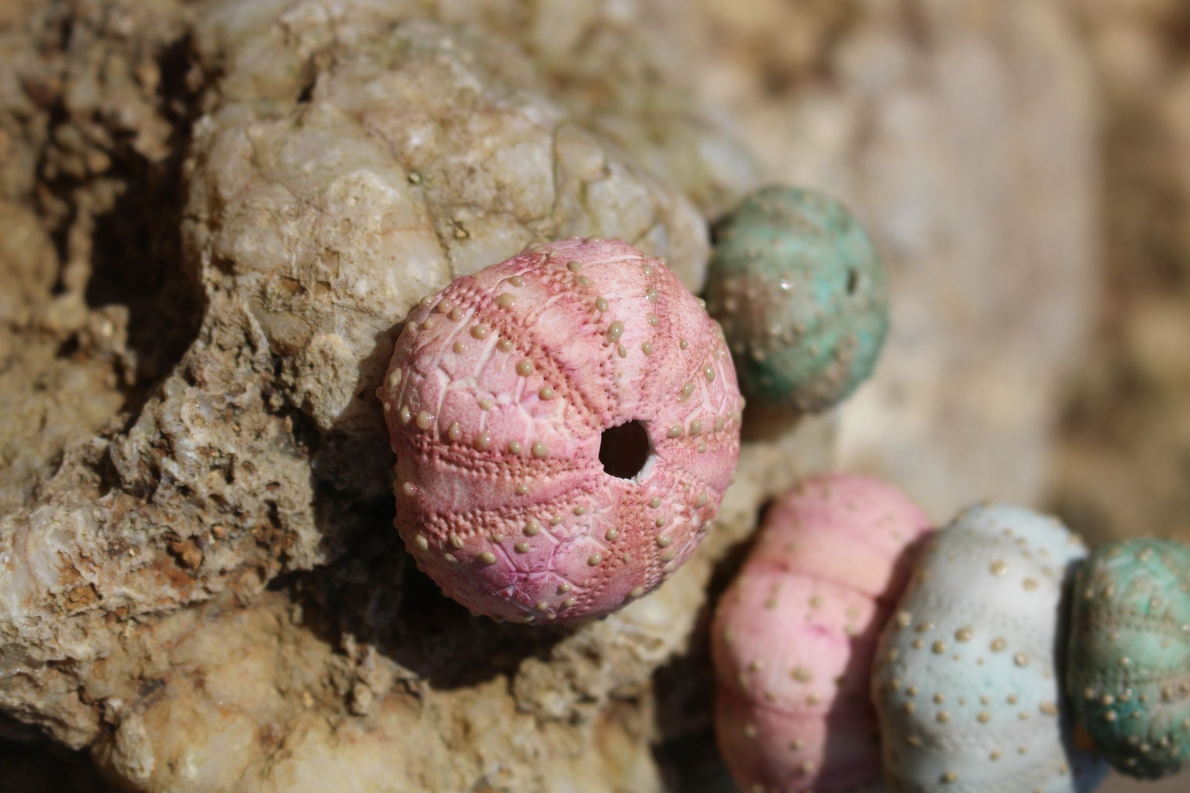 Sea Urchin Skeleton From Clay: Display or Jewelry Purposes : 10 Steps ...
