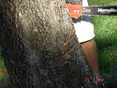 How to Cut Down a Tree : 6 Steps - Instructables
