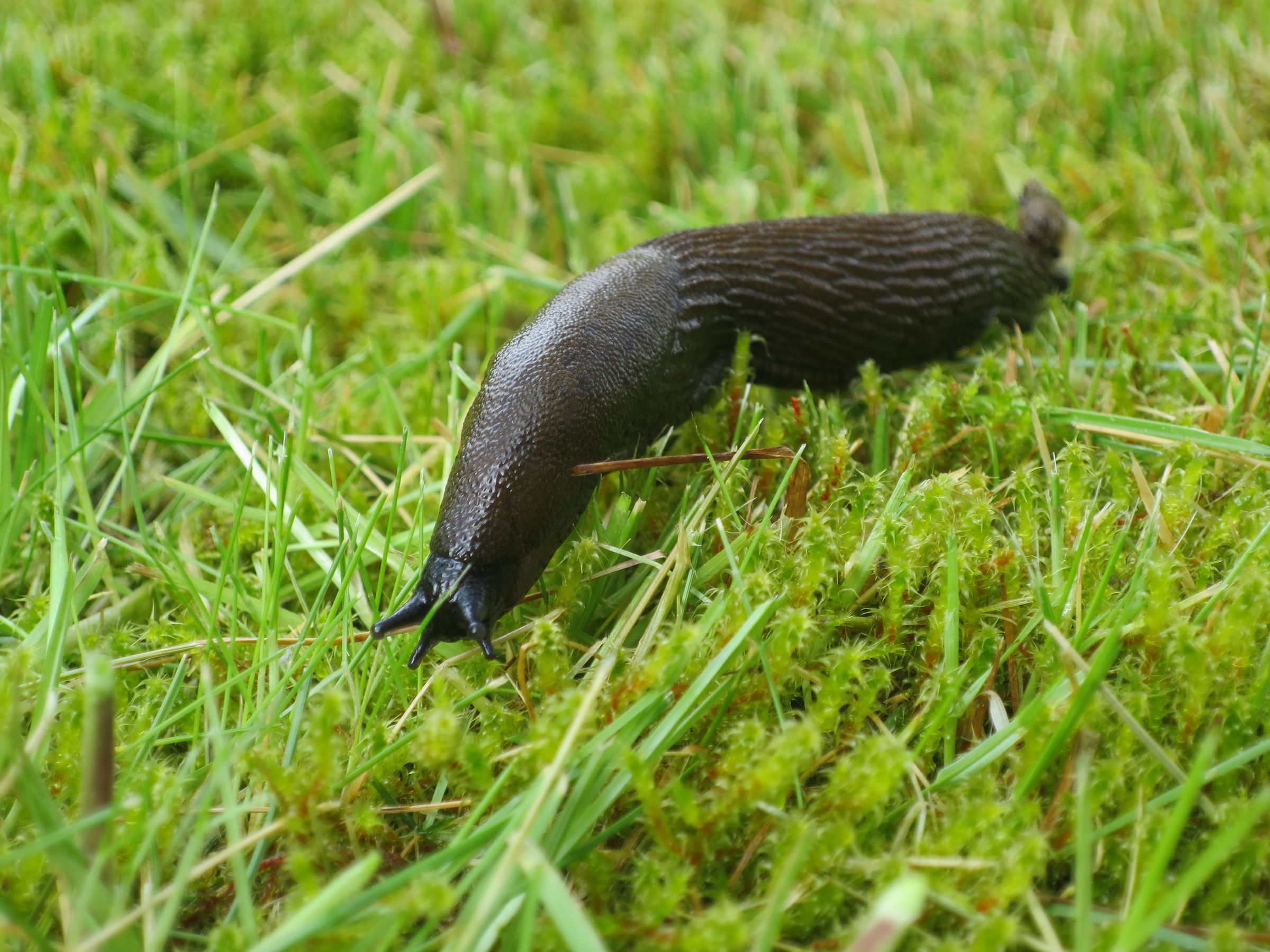 Teaching Birds to Eat Invasive Slugs/ a Poison Free Slug Killer : 6 ...