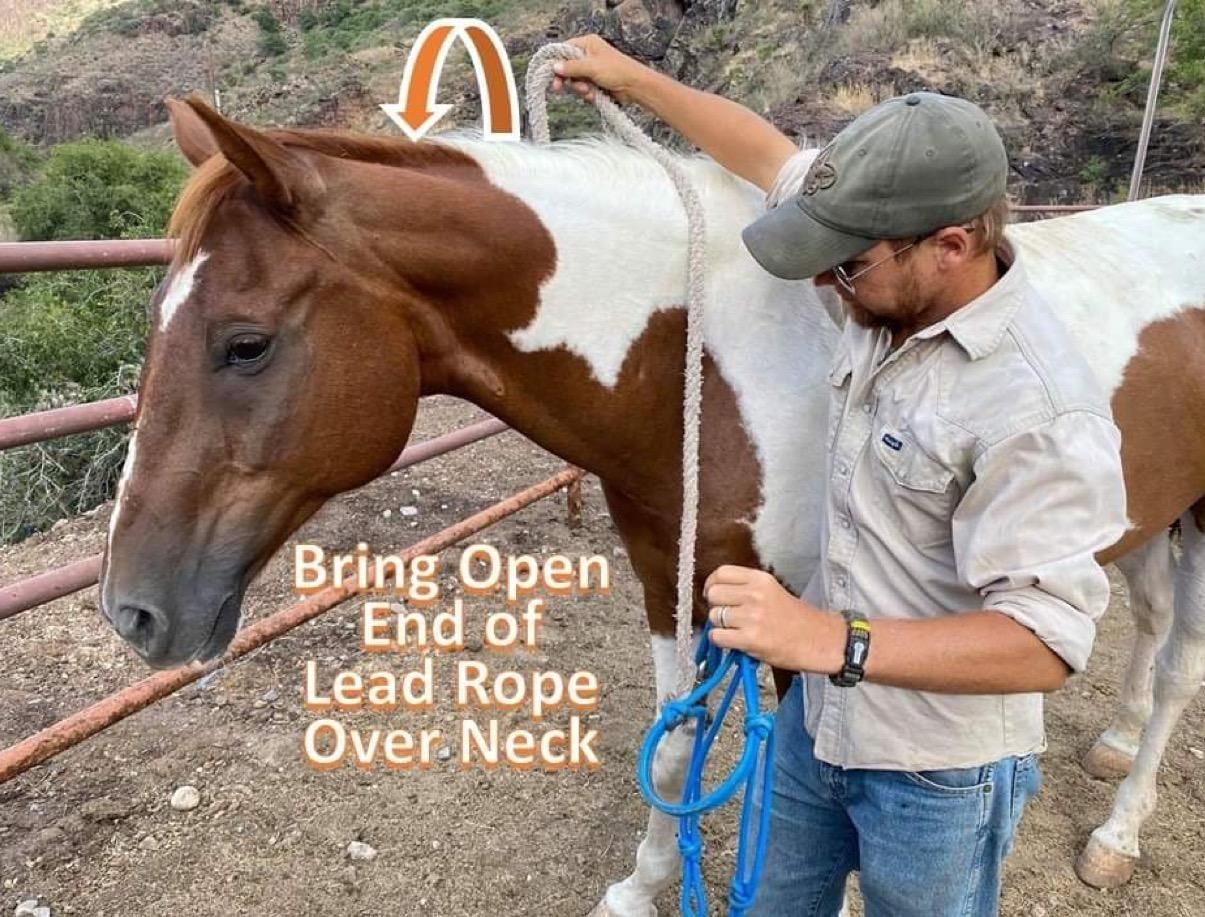 How to Halter a Horse -Fit & Tie a Rope Halter- : 6 Steps (with ...
