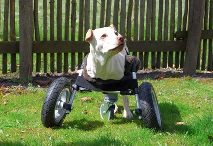 Adaptable Wheelchair for Handicapped Dogs : 5 Steps (with Pictures ...