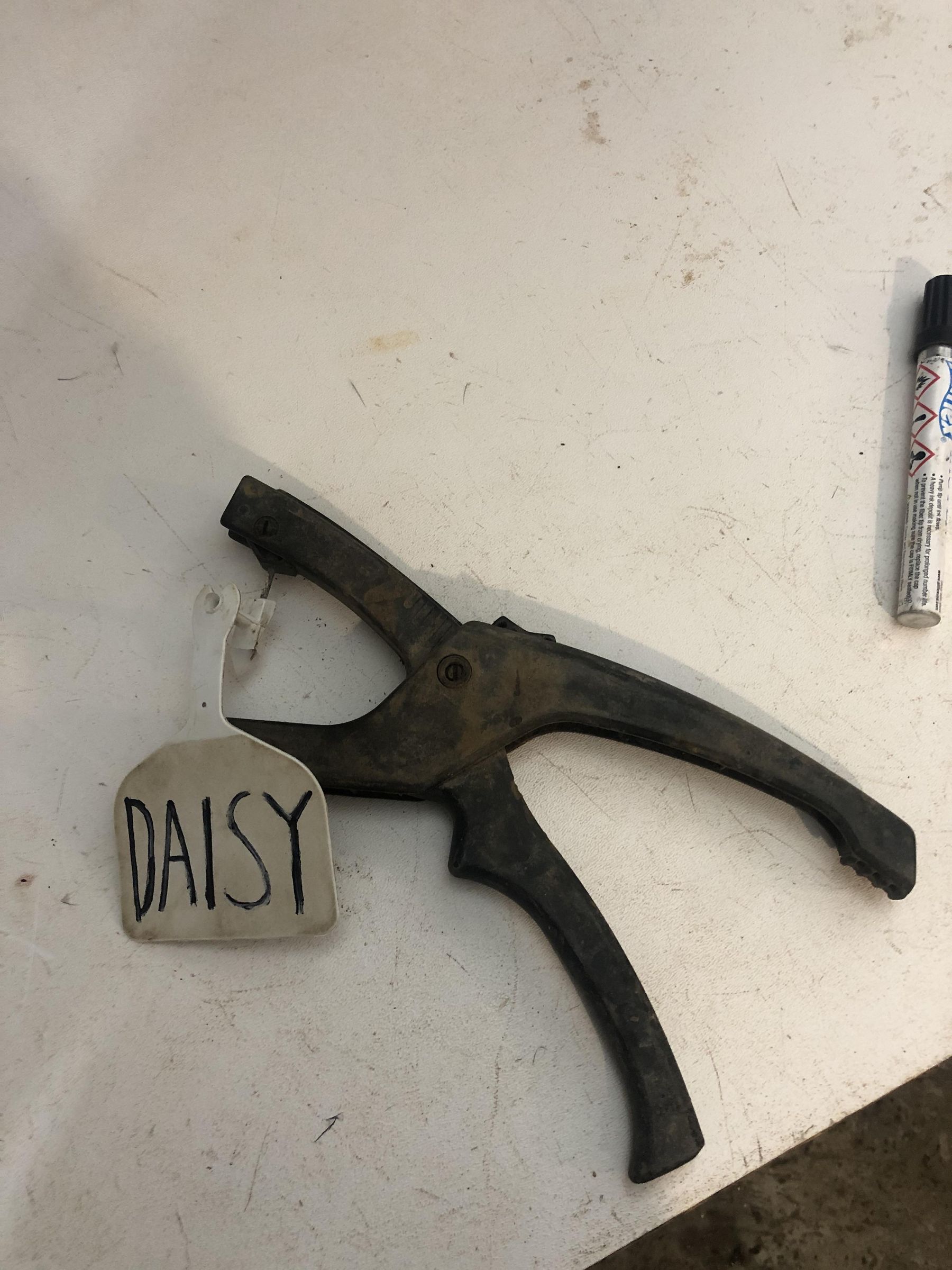How to Tag Calves Properly : 5 Steps - Instructables