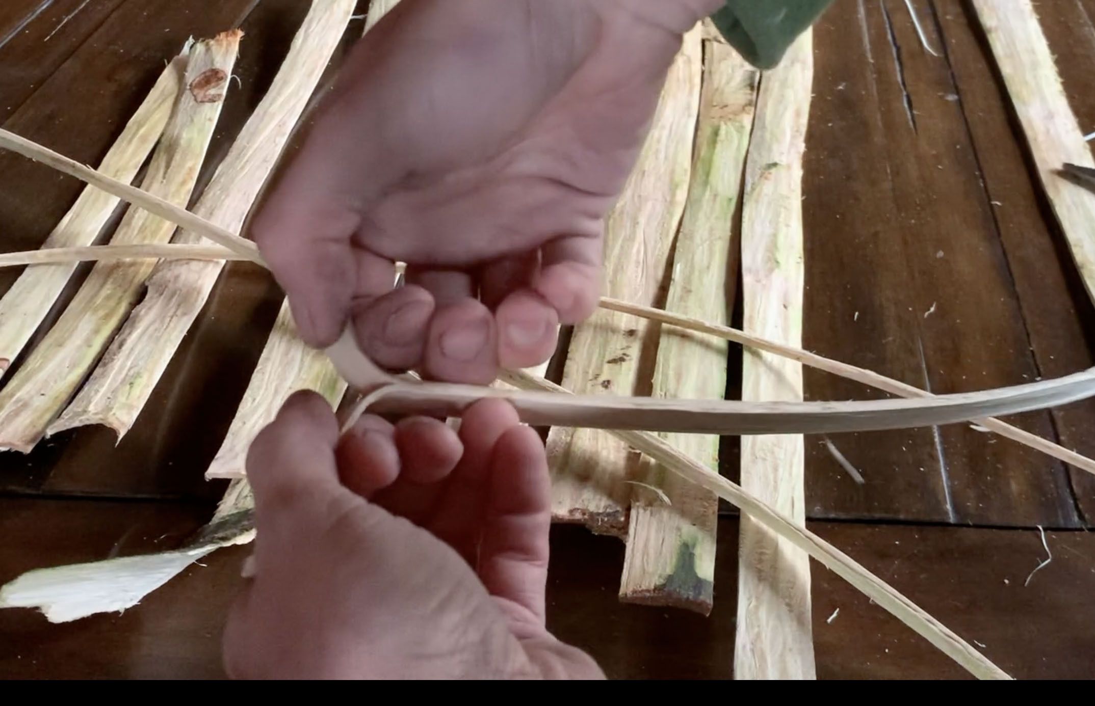 Harvesting Bark From Downed Trees for Baskets : 7 Steps (with Pictures ...