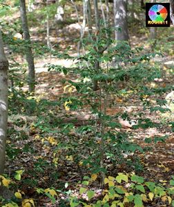 Pulling Up Small Trees, the Easy Way. : 8 Steps (with Pictures ...