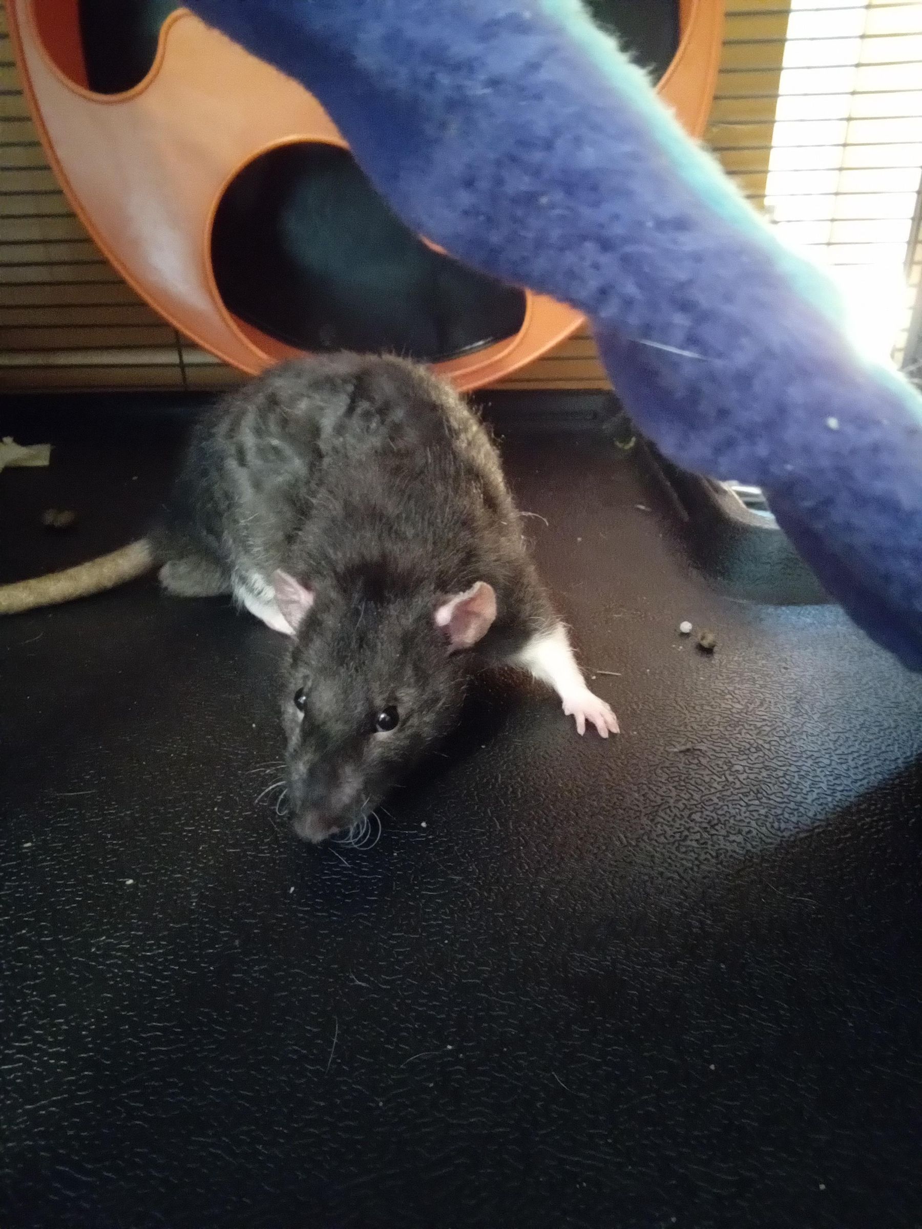 How to Catch and Escaped Pet Rat : 6 Steps - Instructables