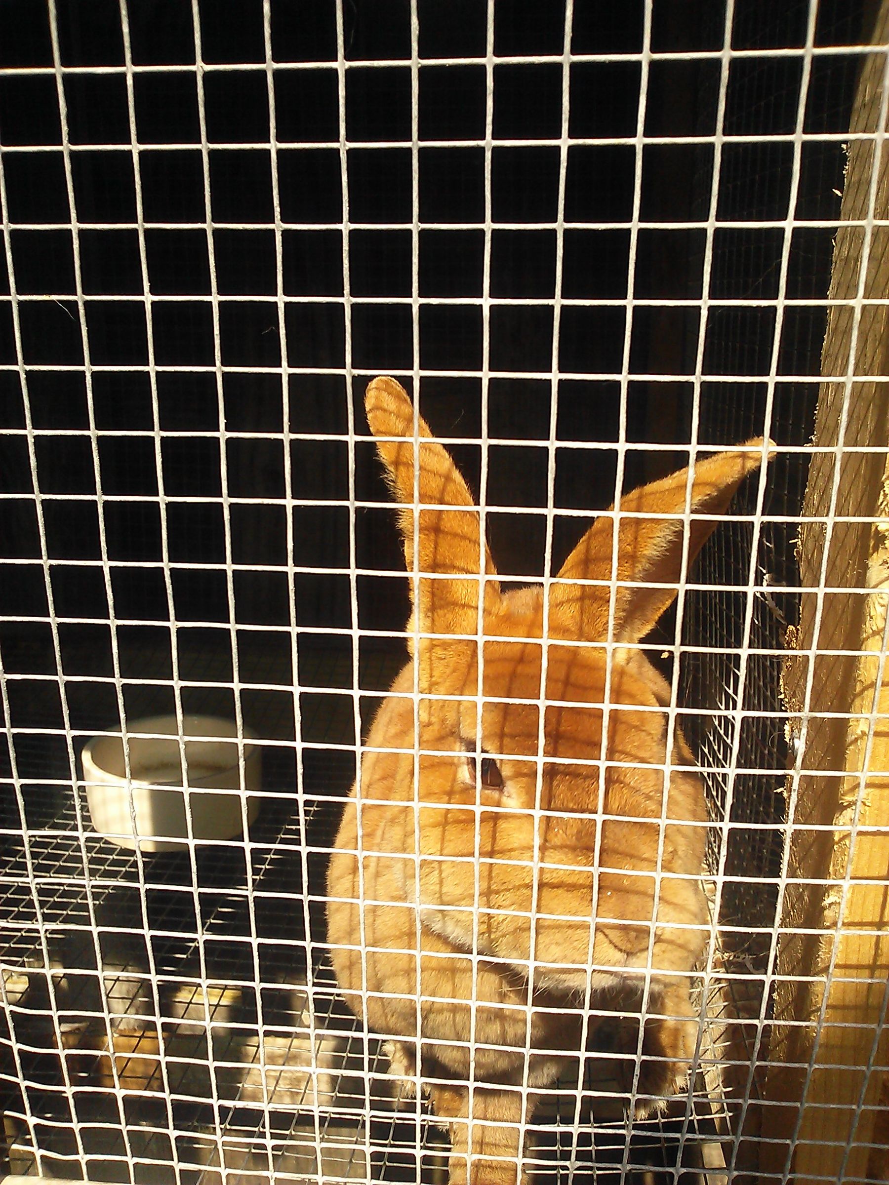 Small Rabbit Farming : 7 Steps (with Pictures) - Instructables