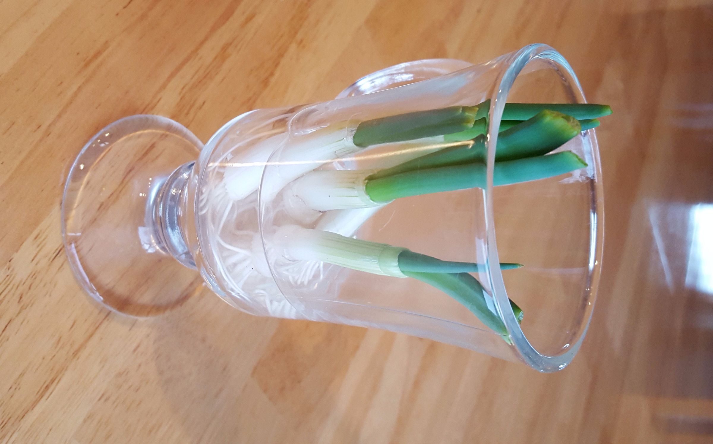 How to Regrow Green Onions : 4 Steps (with Pictures) - Instructables