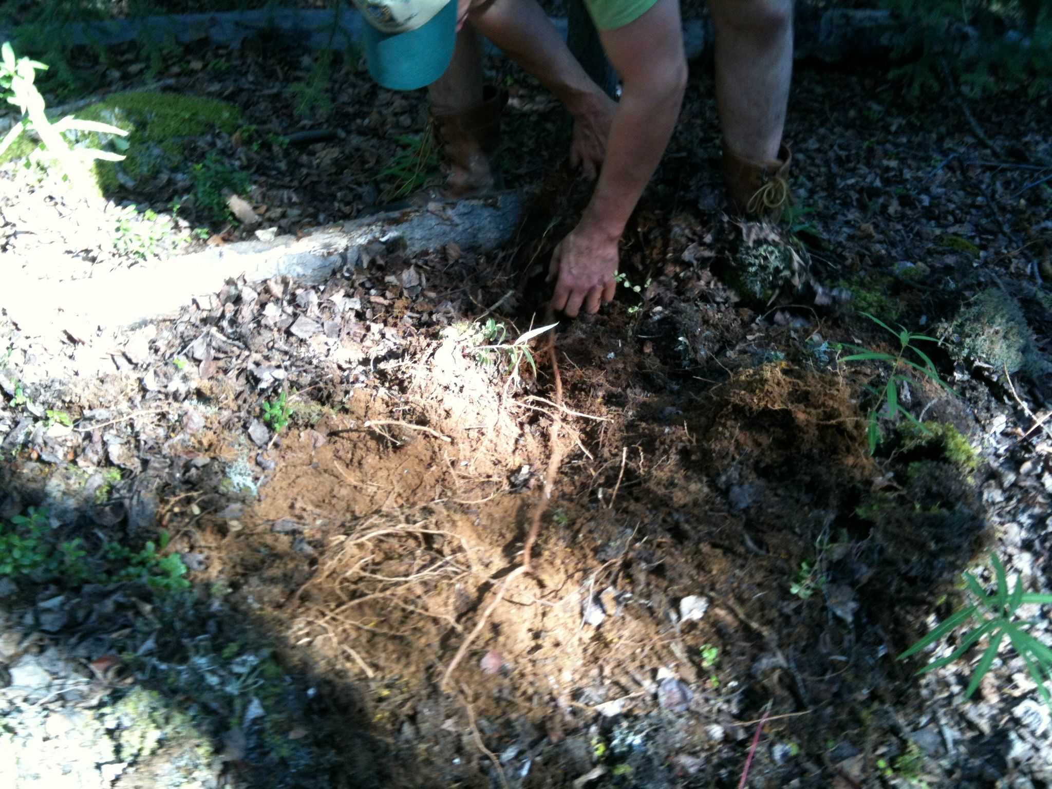 Harvesting Spruce Root : 7 Steps (with Pictures) - Instructables