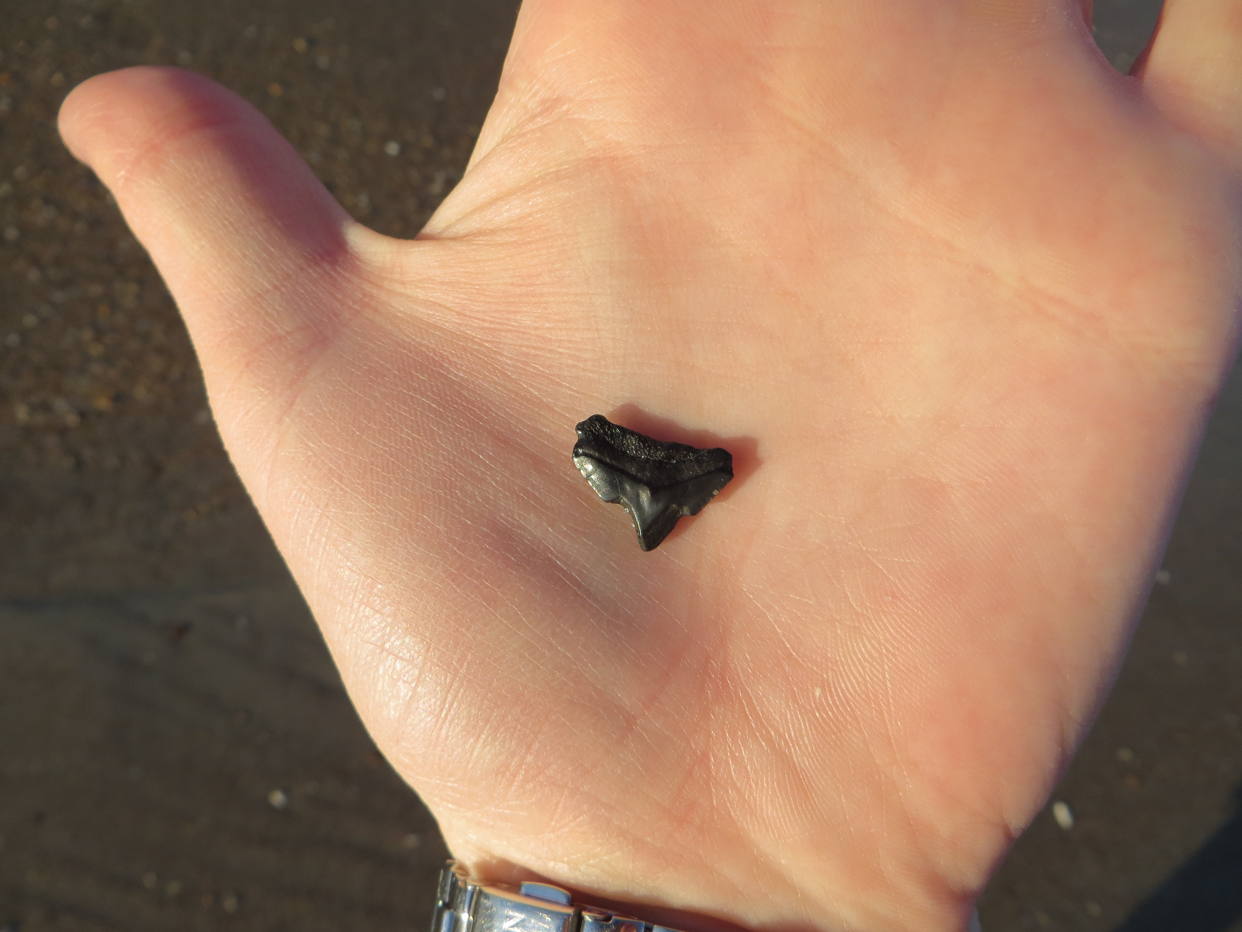 How to Find Shark Teeth : 10 Steps (with Pictures) - Instructables