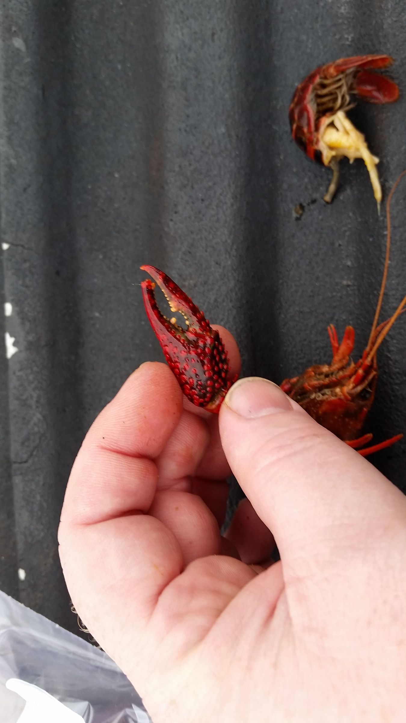 How to Peel Crawfish : 3 Steps (with Pictures) - Instructables