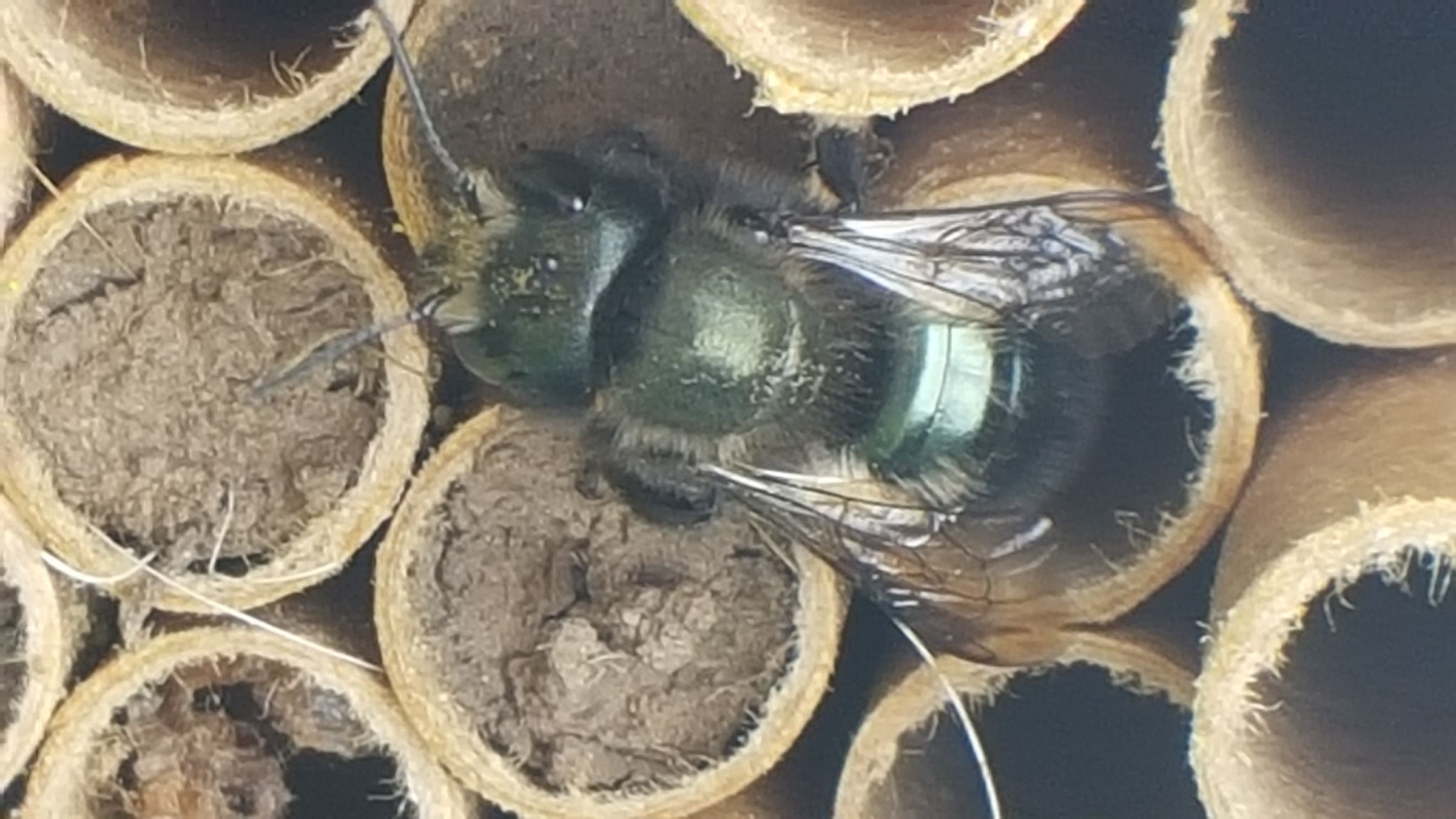 Mason Bee Hive : 3 Steps (with Pictures) - Instructables