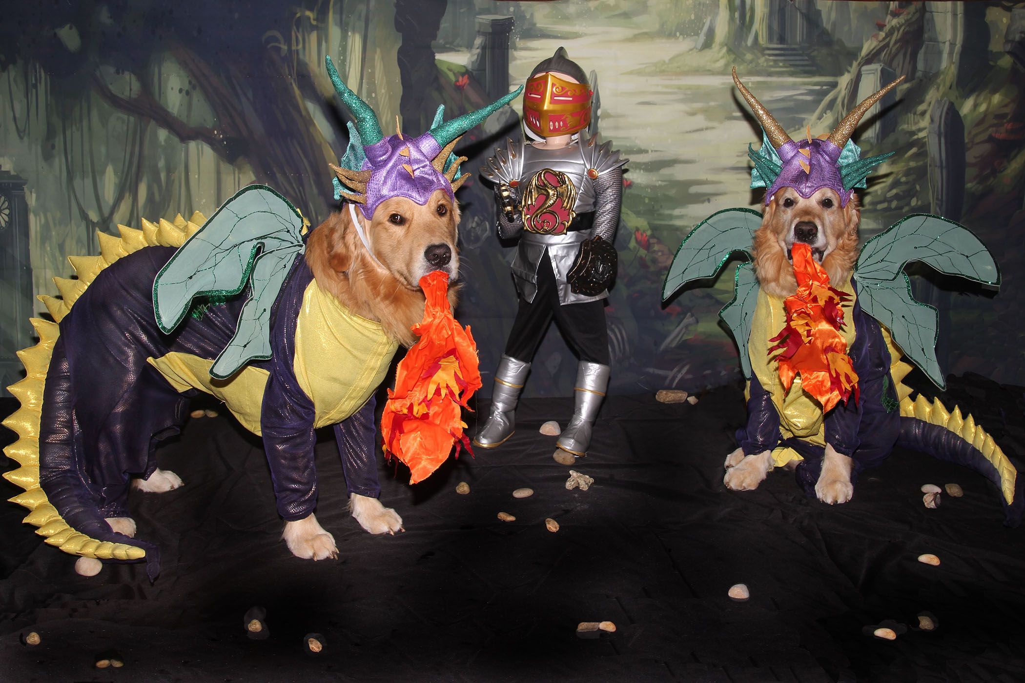 Fire Breathing Dragons Phoenix and Gryphon Fight a Knight : 3 Steps ...